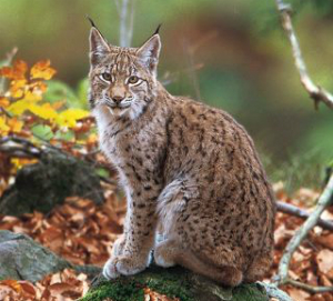 Ecological Footprint