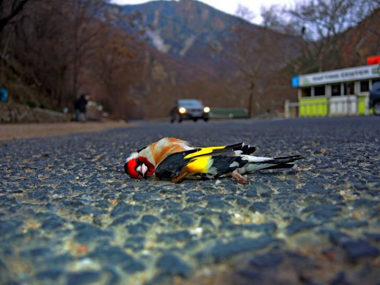 ARCHIVED: Kresna gorge / Struma motorway, Bulgaria - Bankwatch