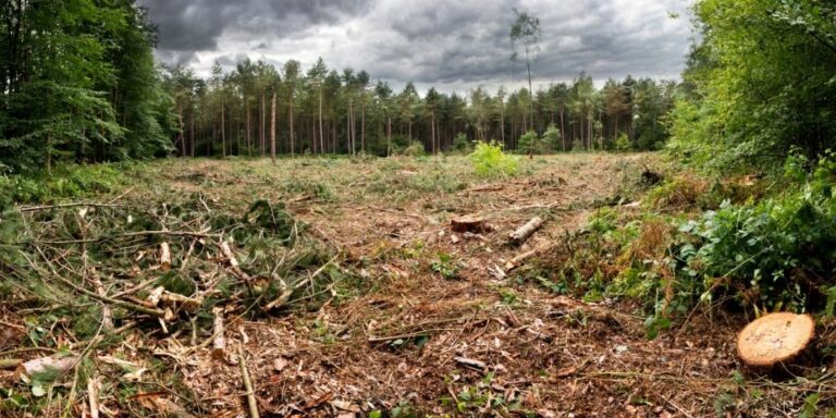 Estonia barely scratches the surface on green recovery - Bankwatch